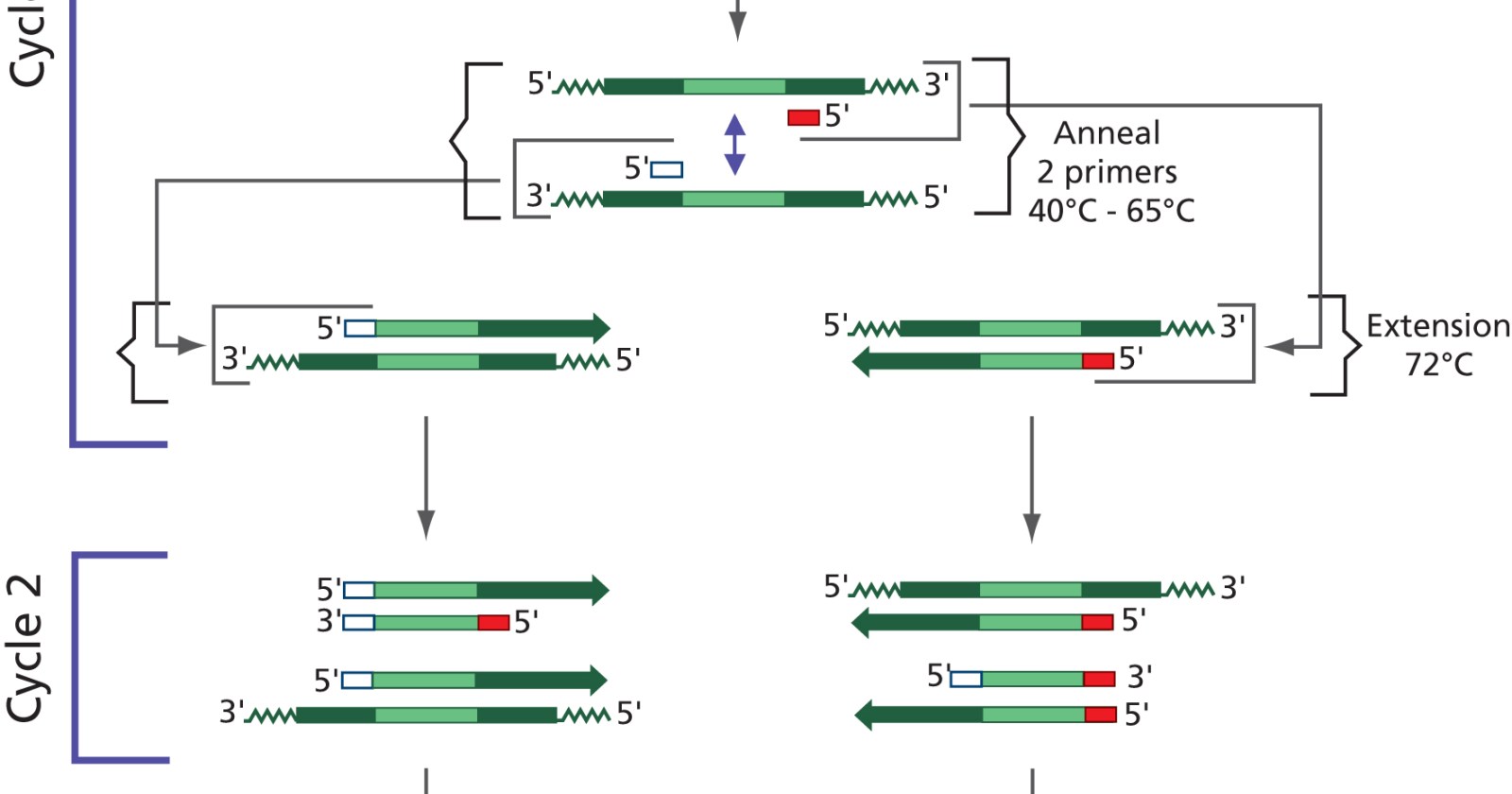 Tips for Designing PCR Primers – The Official Blog of Edvotek®