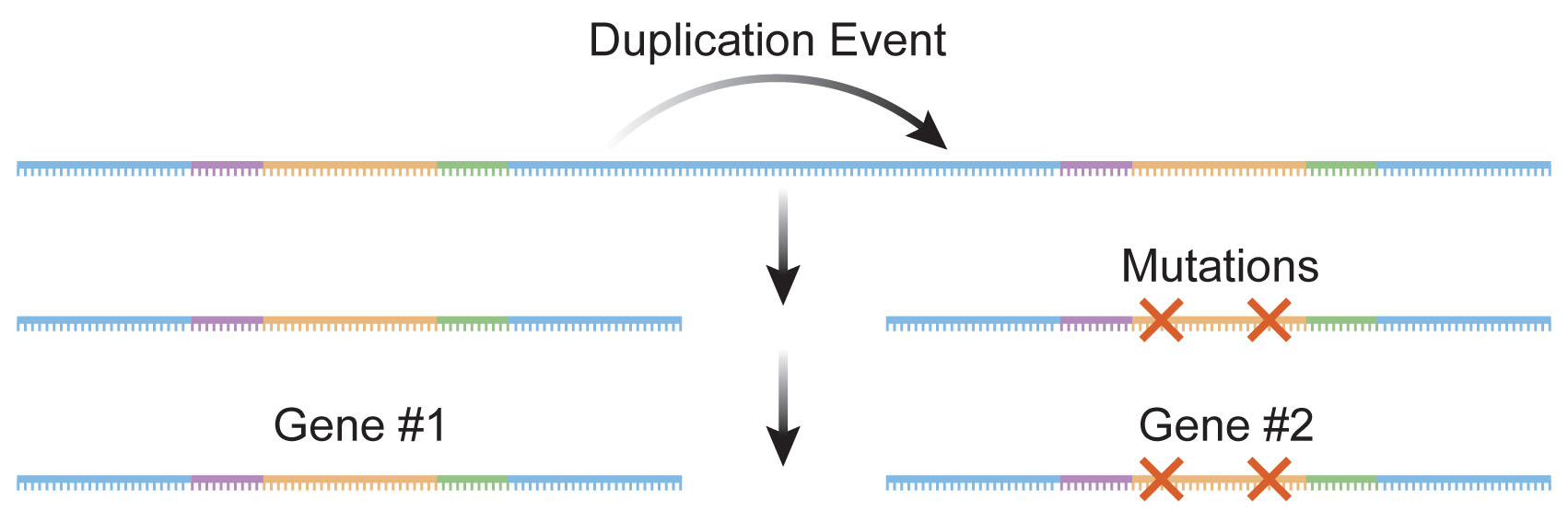 The Genesis of New Genes – The Official Blog of Edvotek®