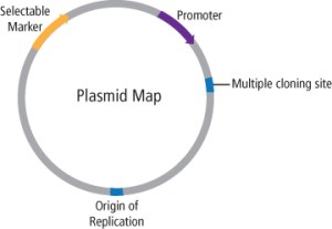 Biotechnology Basics: Bacterial Transformation – The Official Blog of ...