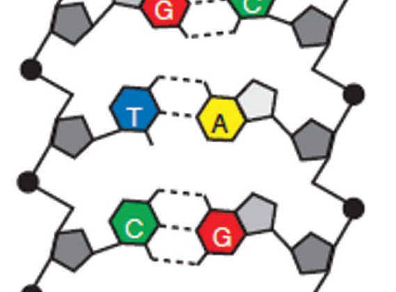 Biotech Basics: Sizing DNA Fragments – The Official Blog of Edvotek®