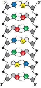 Biotech Basics: Sizing DNA Fragments – The Official Blog of Edvotek®
