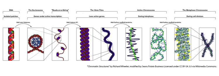 Exploring our Chromosomal DNA – The Official Blog of Edvotek®