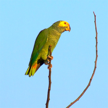 DNA Sequencing to Save Endangered Species – The Official Blog of Edvotek®