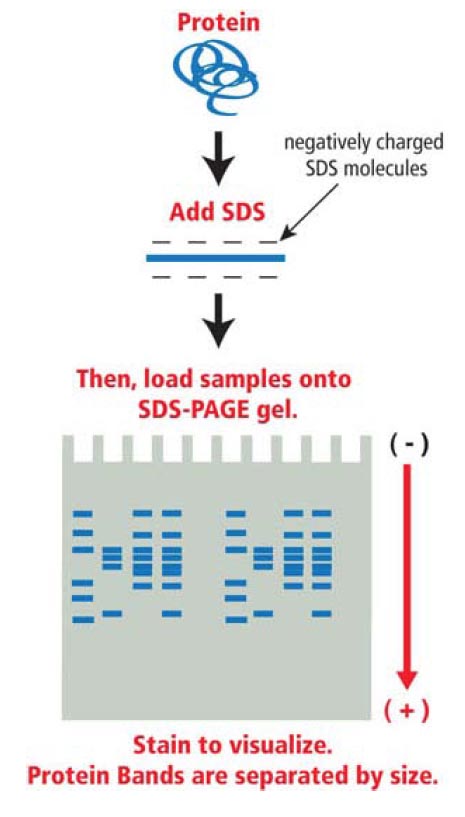Biotechnology Basics: SDS Polyacrylamide-Gel Electrophoresis – The ...