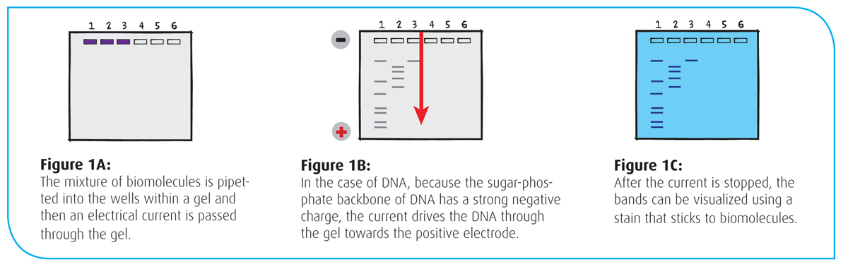 Biotech Basics: Agarose Gel Electrophoresis – The Official Blog of Edvotek®