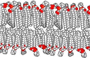 Biotech Basics: The Cell Membrane – The Official Blog of Edvotek®