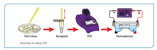 Taking Transformation to the Next Level with Colony PCR – The Official ...