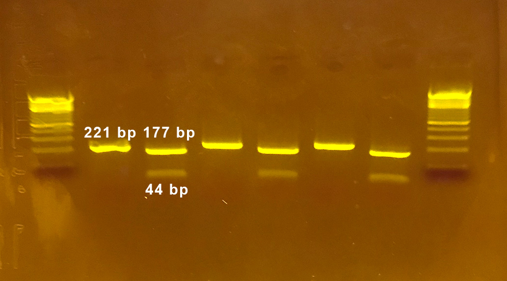 Introducing the EDGE Integrated Electrophoresis System – The Official ...