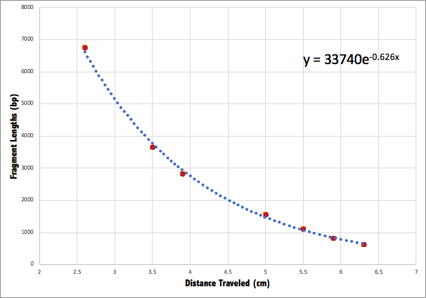Biotech Basics: Sizing DNA Fragments – The Official Blog of Edvotek®