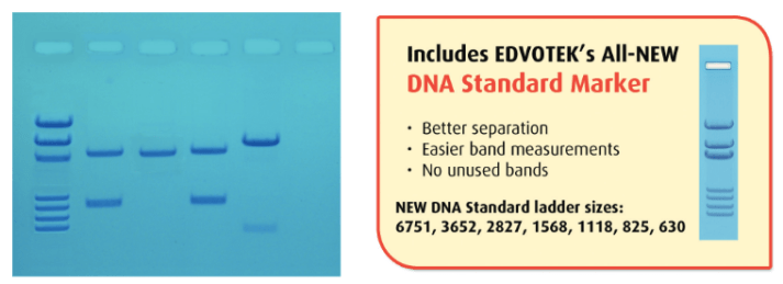 Biotech Basics: Sizing DNA Fragments – The Official Blog of Edvotek®
