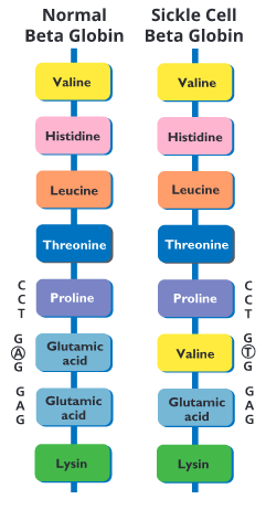 Sickle Cell Disease – The Official Blog of Edvotek®