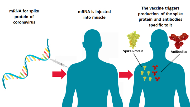 Biotechnology Breakthroughs: Messenger RNA Vaccines for Covid-19 – The ...