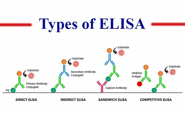 The Big ELISA Roundup – The Official Blog of Edvotek®