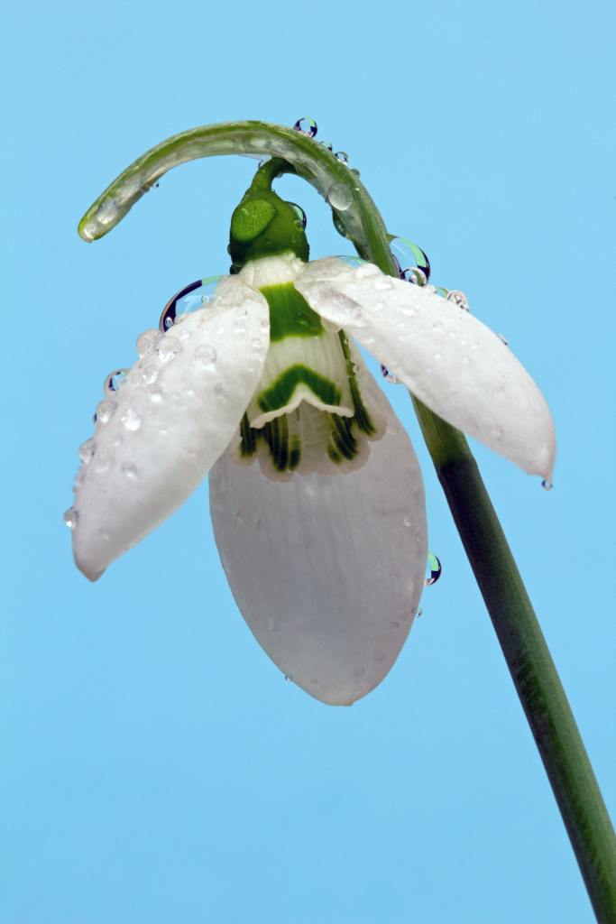 The Science of Snowdrops – The Official Blog of Edvotek®