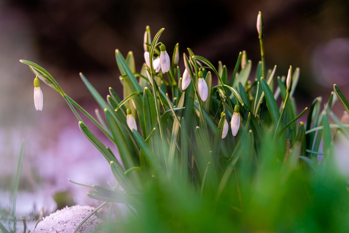 The Science of Snowdrops – The Official Blog of Edvotek®
