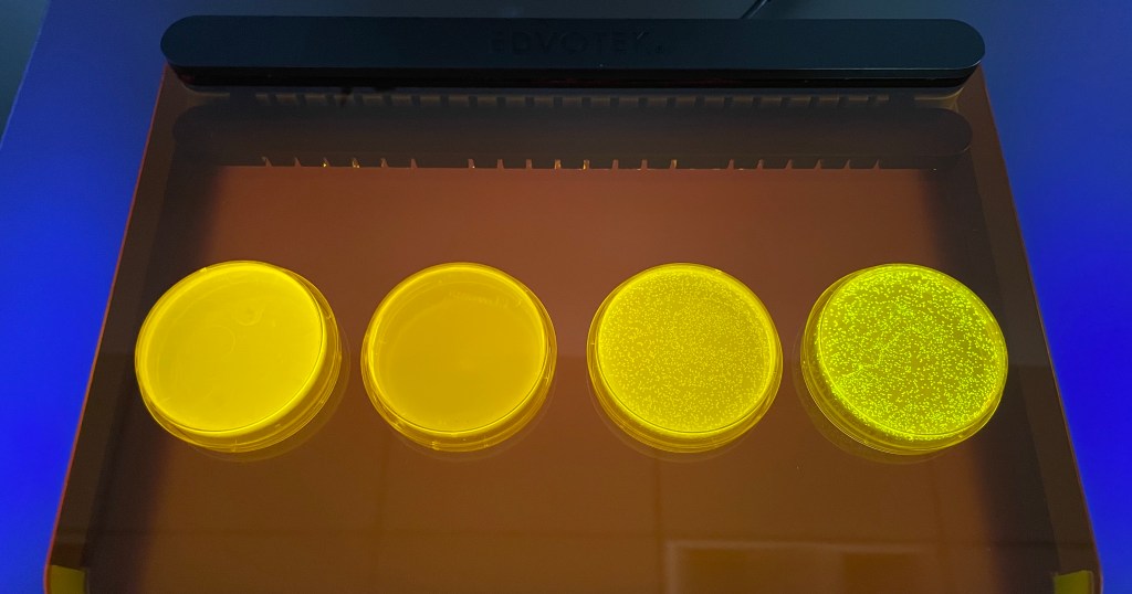 What is transformation efficiency and why is it important? – The ...