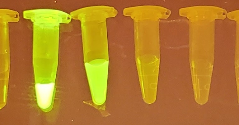 Common Lab Questions: GFP Transformation and Purification – The ...