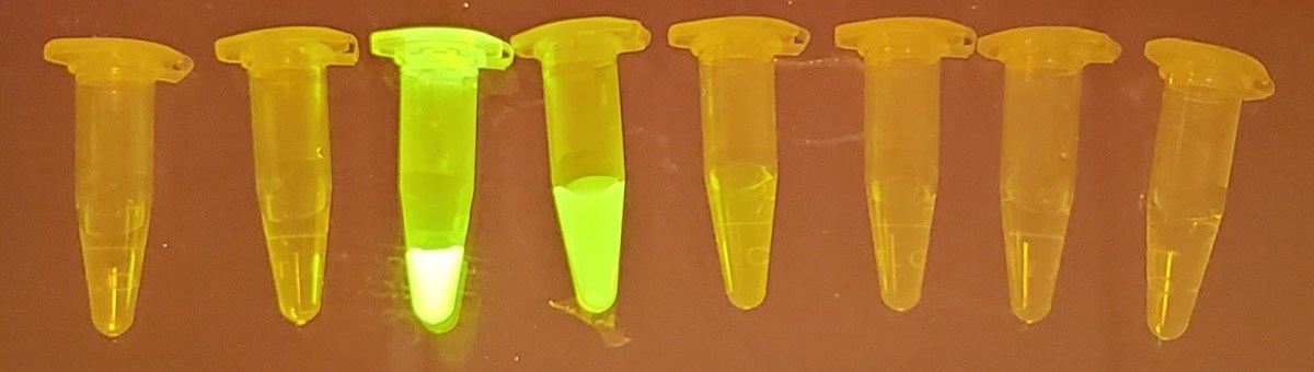 Common Lab Questions: GFP Transformation and Purification – The ...