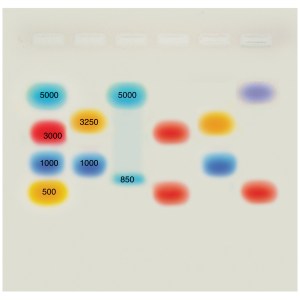 EdvoTech Tips: Using a DNA Ladder – The Official Blog of Edvotek®