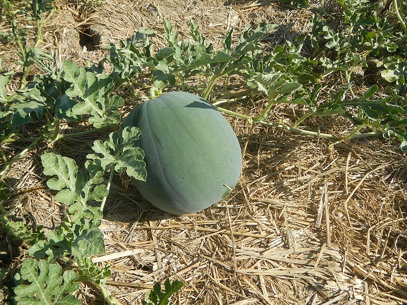 A Brief History of Watermelons – The Official Blog of Edvotek®