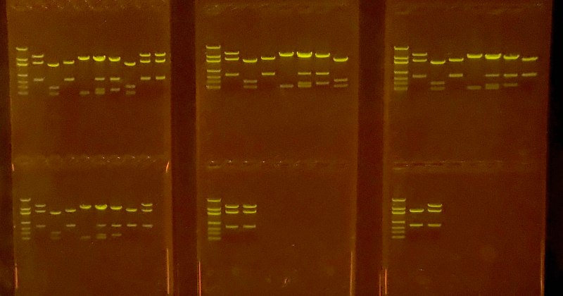 EdvoTech Tips: How to choose the correct DNA ladder – The Official Blog ...