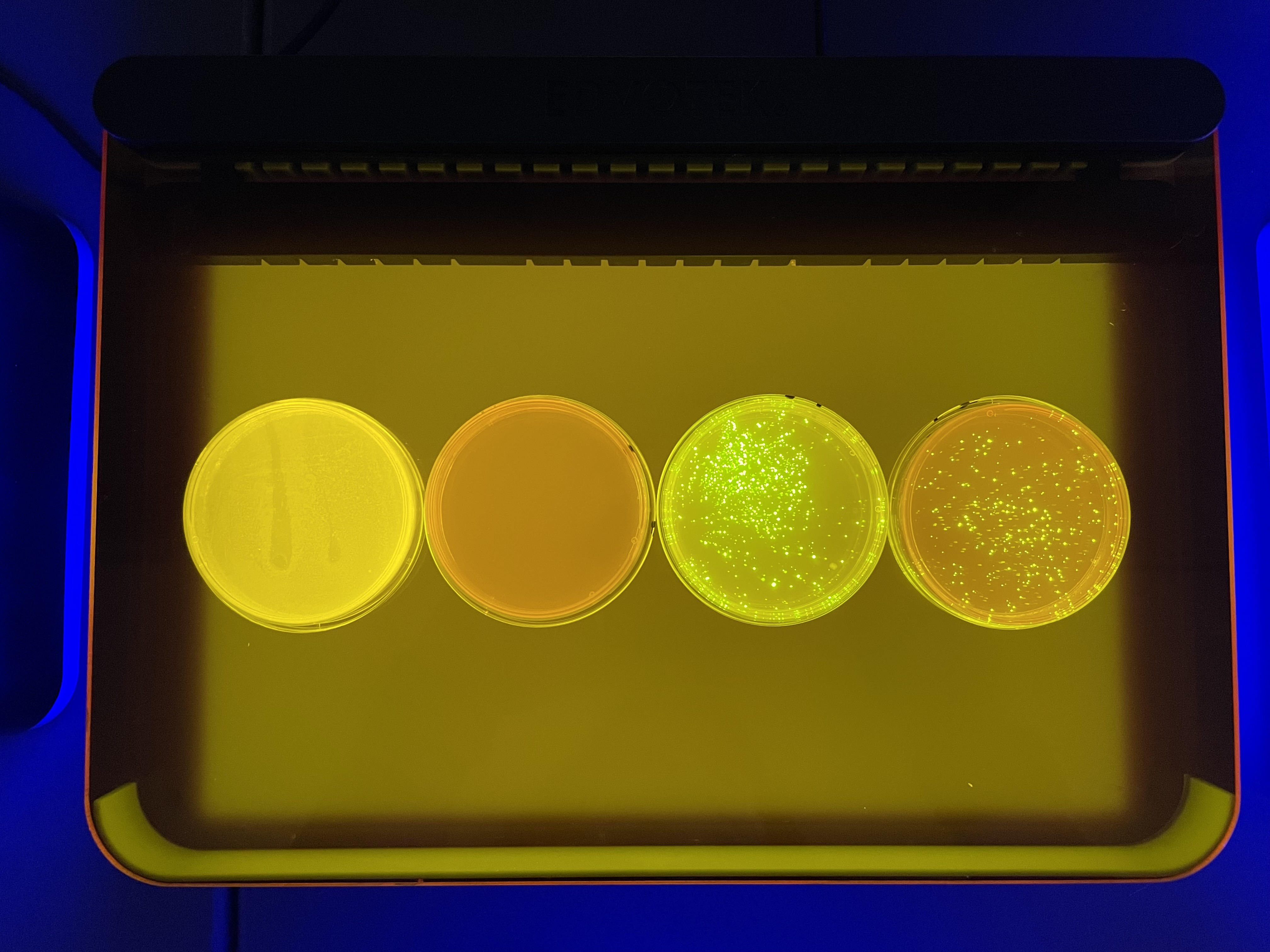 Frequently Asked Questions: Transformations – The Official Blog of Edvotek®