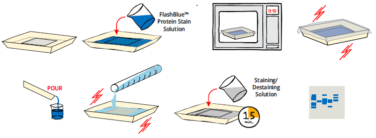 Biotech Basics: Staining Proteins – The Official Blog of Edvotek®