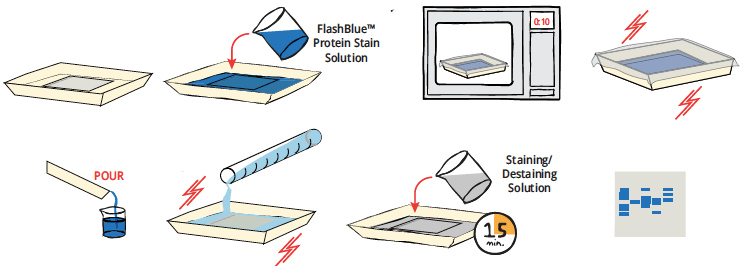 Biotech Basics: Staining Proteins – The Official Blog of Edvotek®
