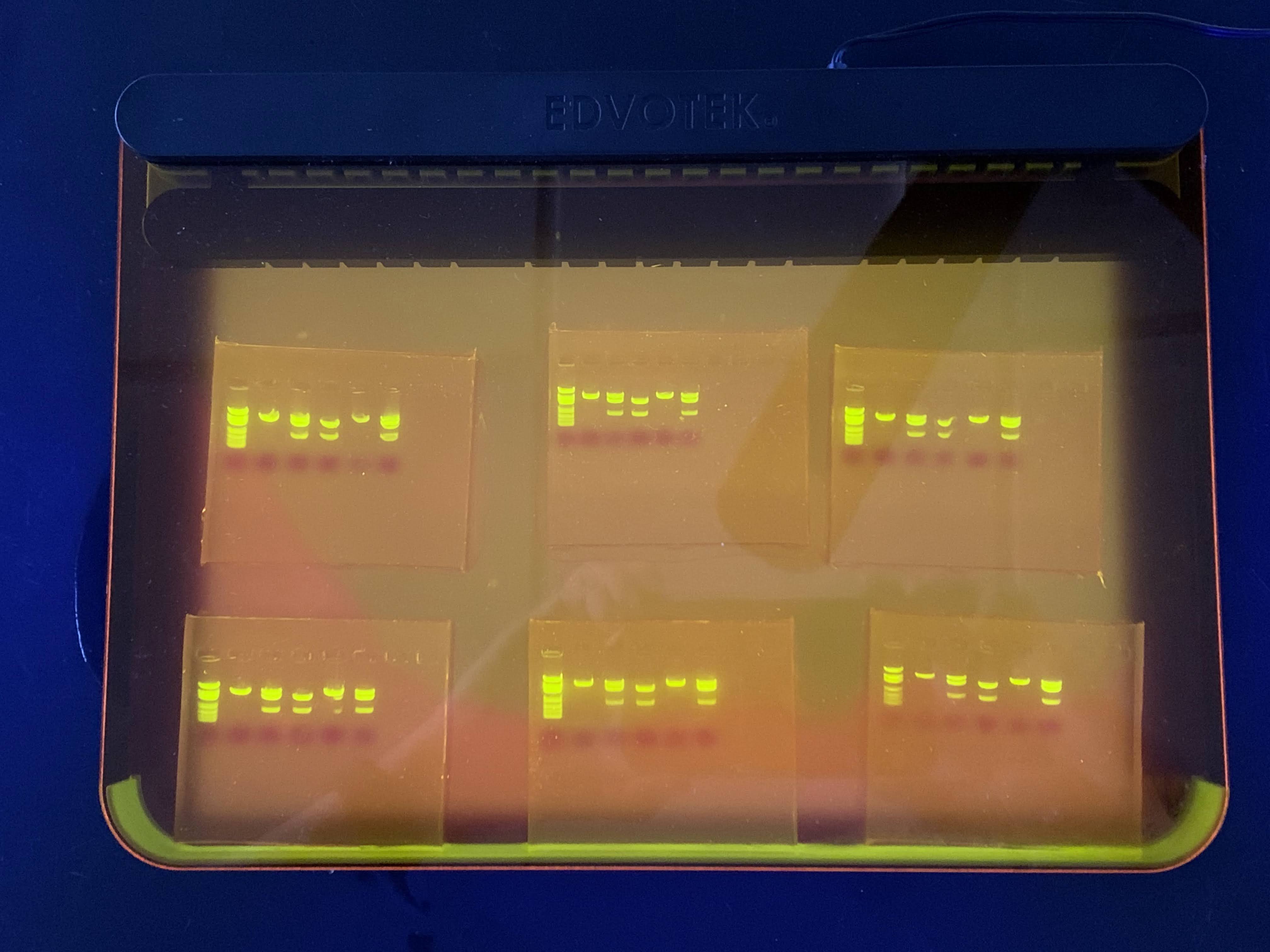 Live from the Classroom! EDVO-Kit #123 Nucleic Acid Testing for COVID ...