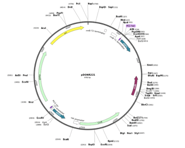 How to Draw a Plasmid Map – The Official Blog of Edvotek®