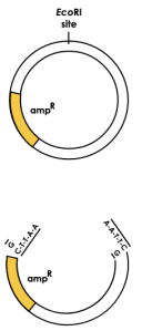 How to Draw a Plasmid Map – The Official Blog of Edvotek®