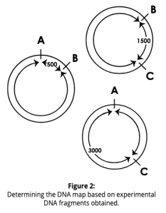 How to Draw a Plasmid Map – The Official Blog of Edvotek®