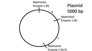 How to Draw a Plasmid Map – The Official Blog of Edvotek®
