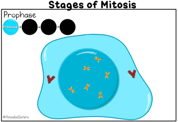 Keeping up with the Chromosomes. Part 1, Mitosis. – The Official Blog ...