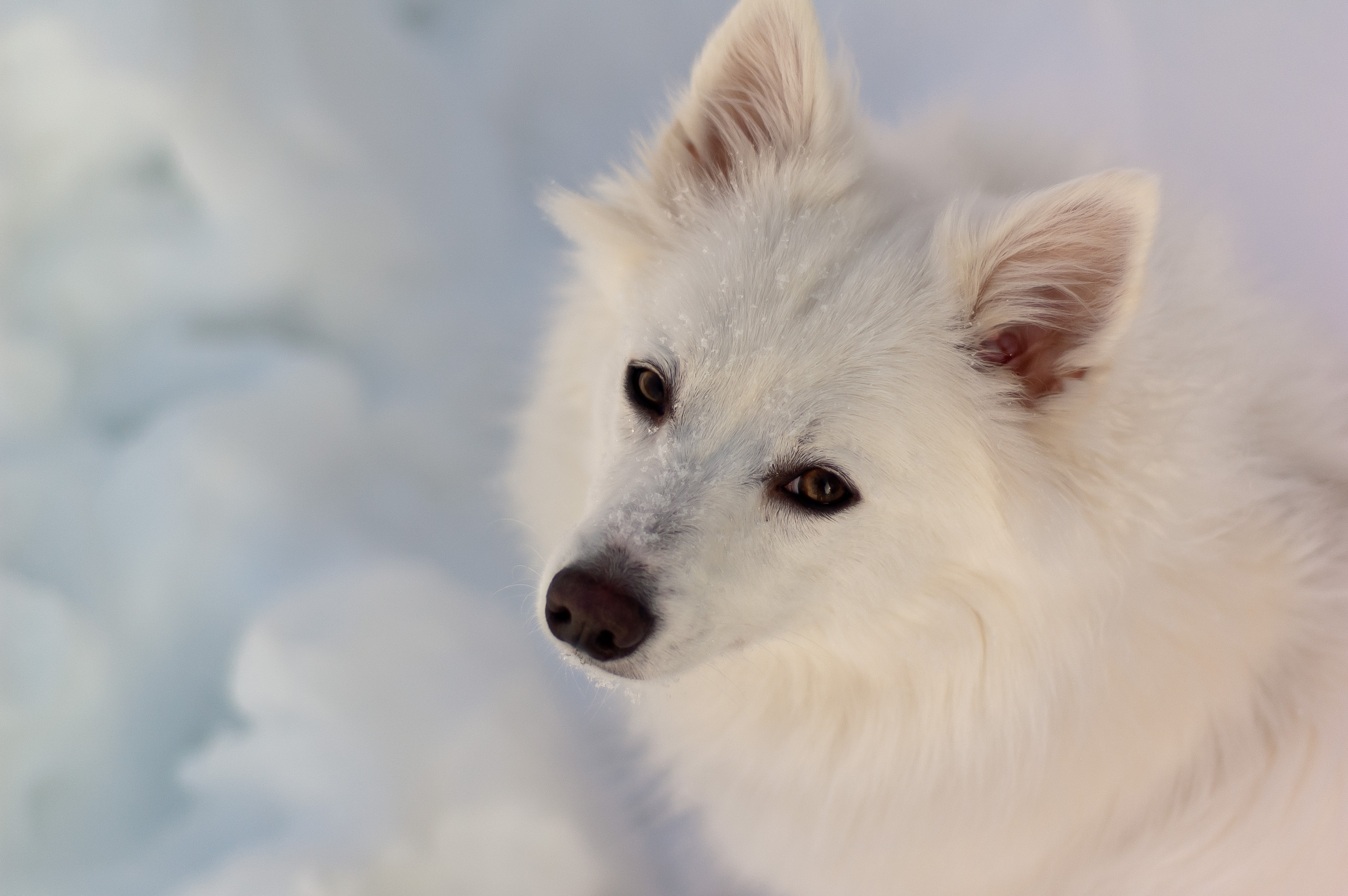 All Dogs Are Good Dogs – The Official Blog of Edvotek®