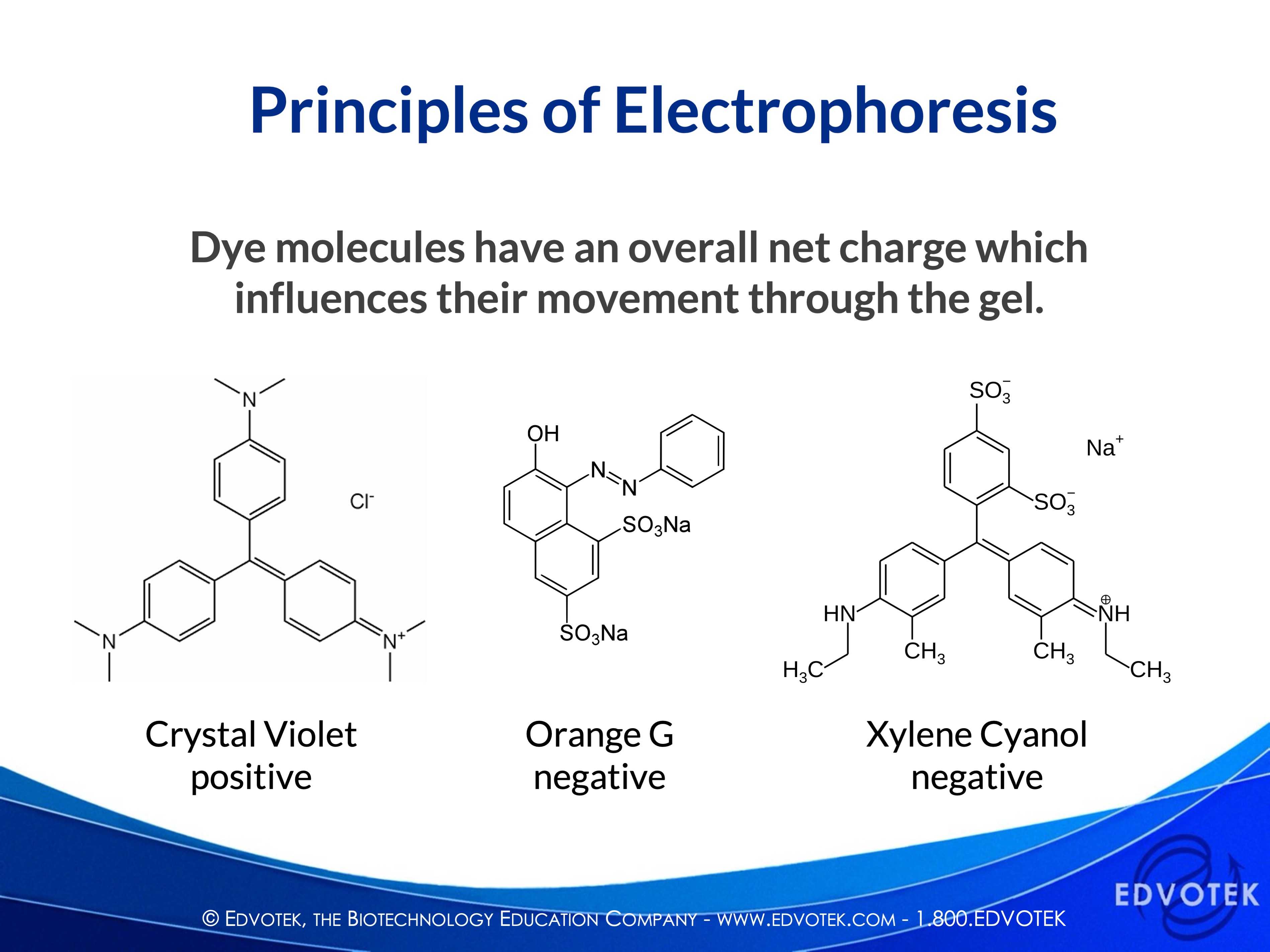 Biotech basics: dye electrophoresis deep dive – The Official Blog of ...