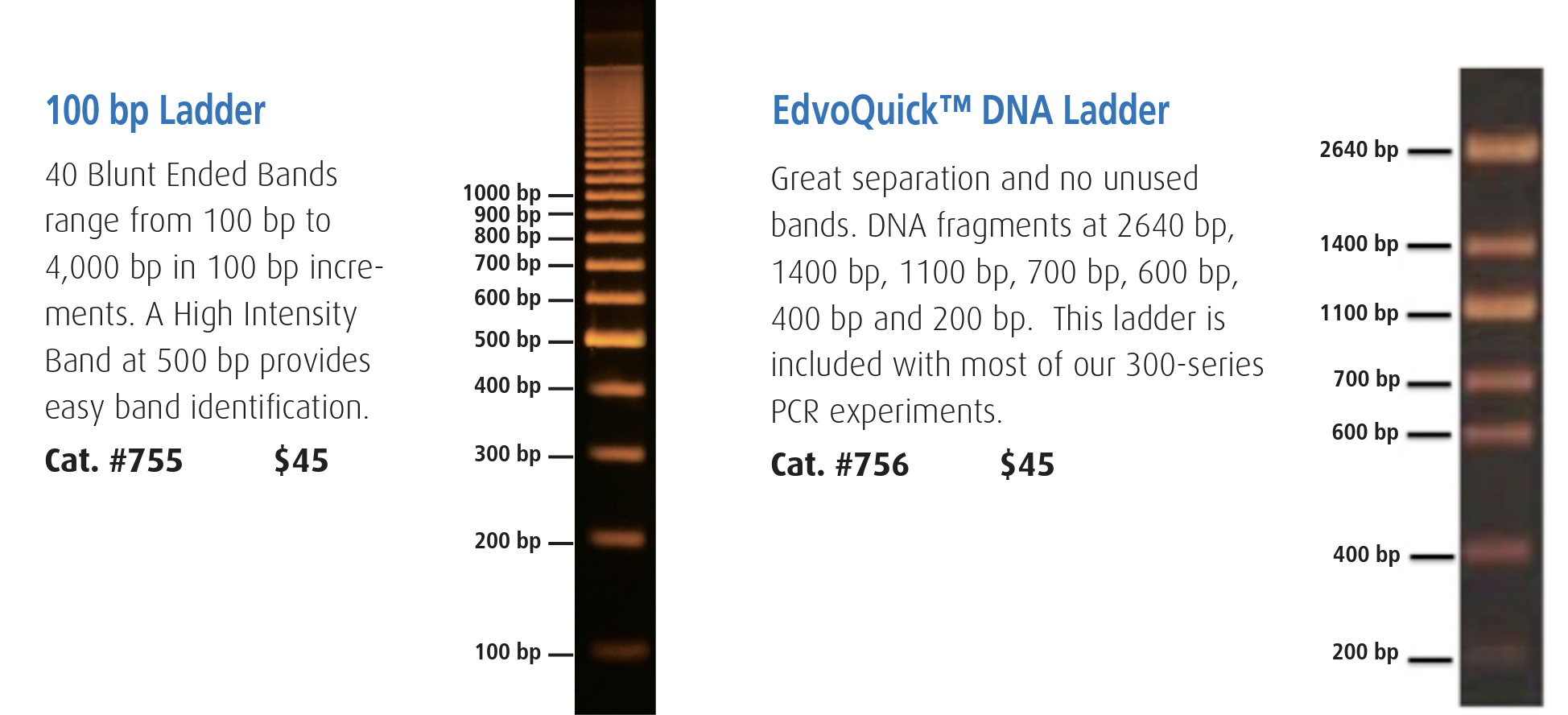 EdvoTech Tips: How to choose the correct DNA ladder – The Official Blog ...