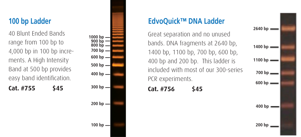 EdvoTech Tips: How to choose the correct DNA ladder – The Official Blog ...