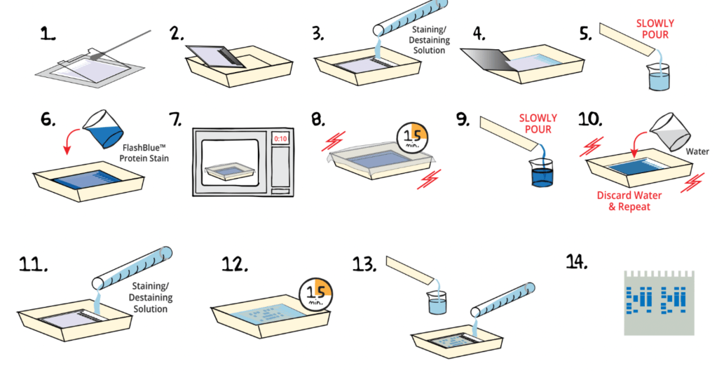 Protein Staining like a Pro – The Official Blog of Edvotek®