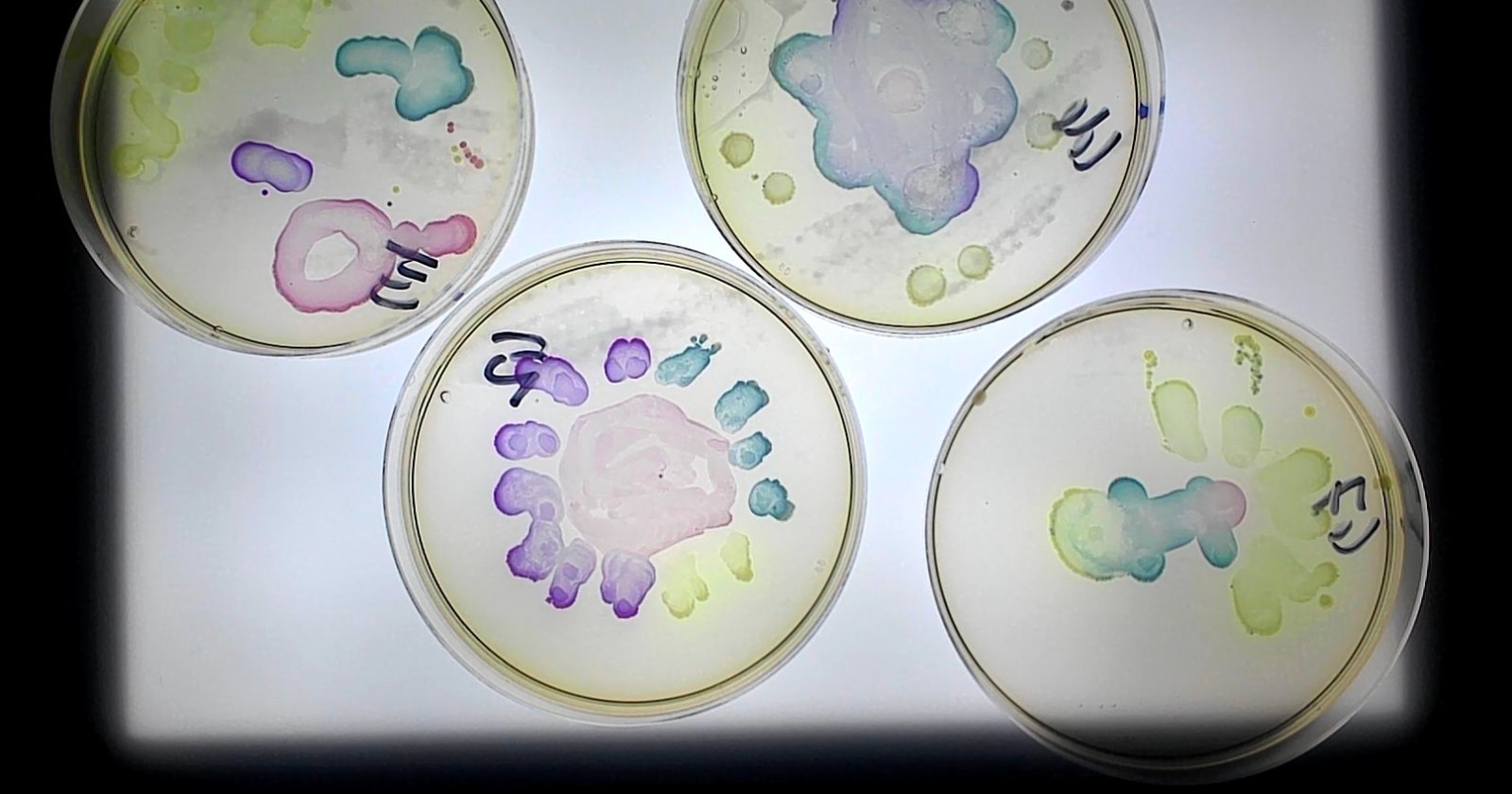 Agar Art: A Summer STEAM Activity – The Official Blog of Edvotek®