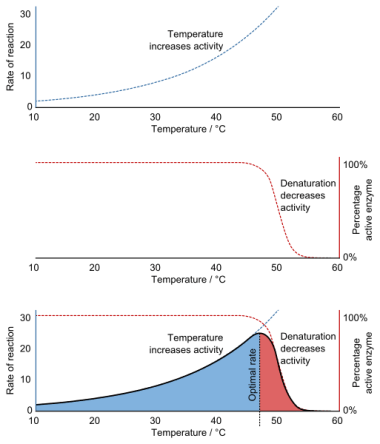 Some Like It (Not Too) Hot: Understanding Heat and Enzyme Denaturation ...