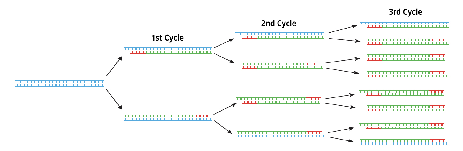 Science Figures in Focus: The Power of PCR – The Official Blog of Edvotek®