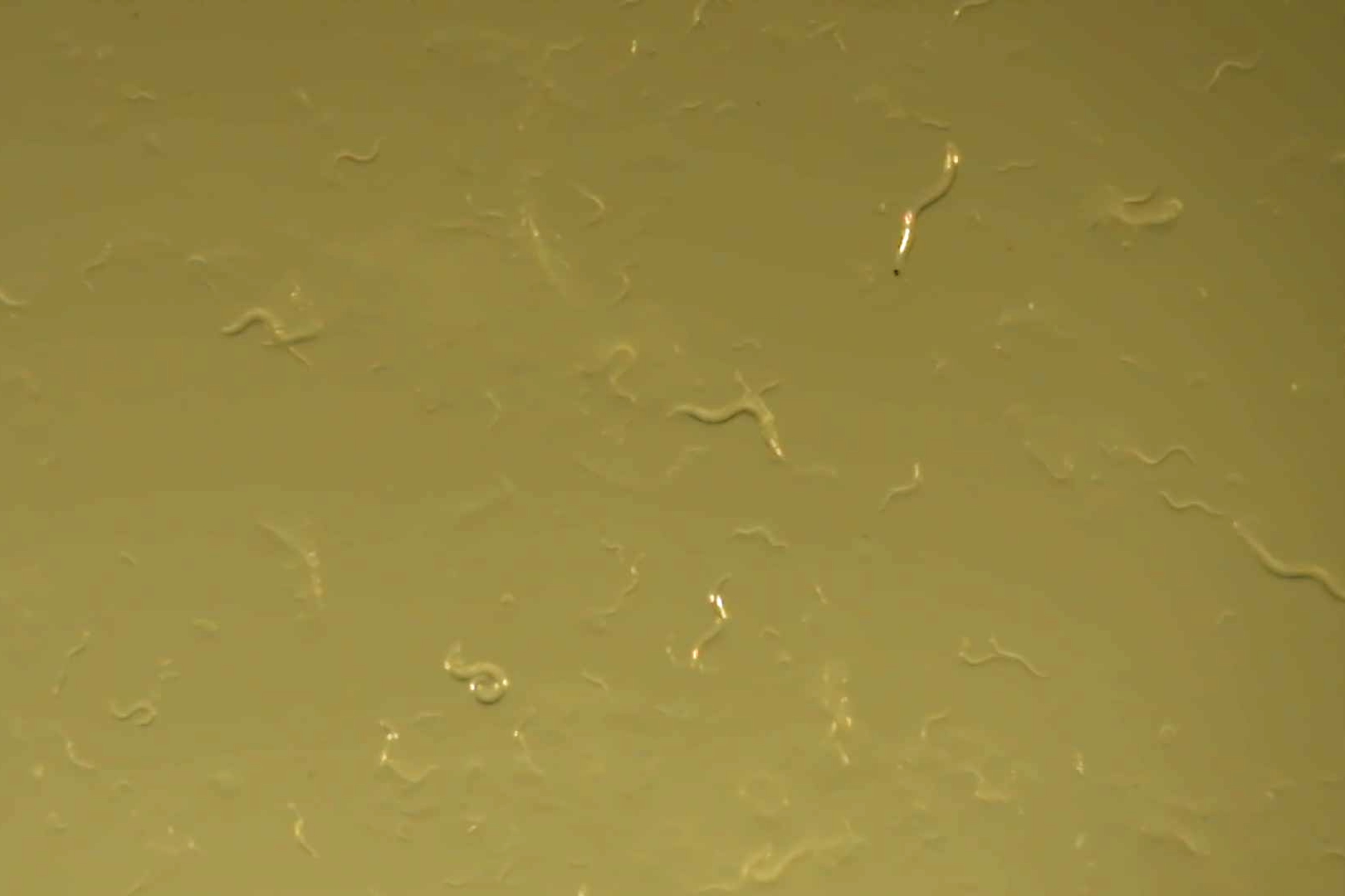 Worm-o-ween Part 4: Images and Resource Guide – The Official Blog of ...