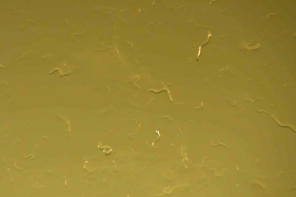 Worm-o-ween Part 4: Images and Resource Guide – The Official Blog of ...