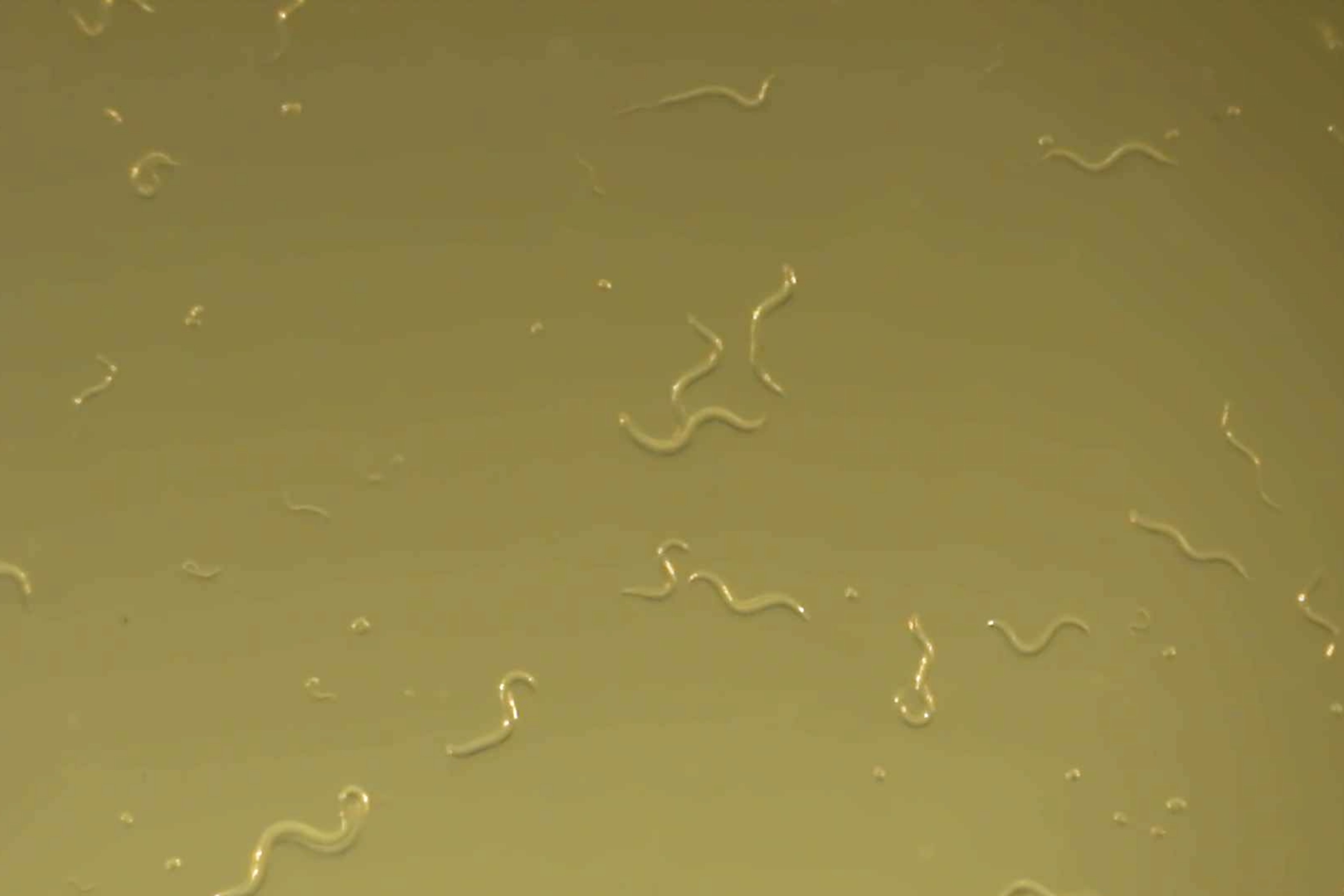 Worm-o-ween Part 4: Images and Resource Guide – The Official Blog of ...