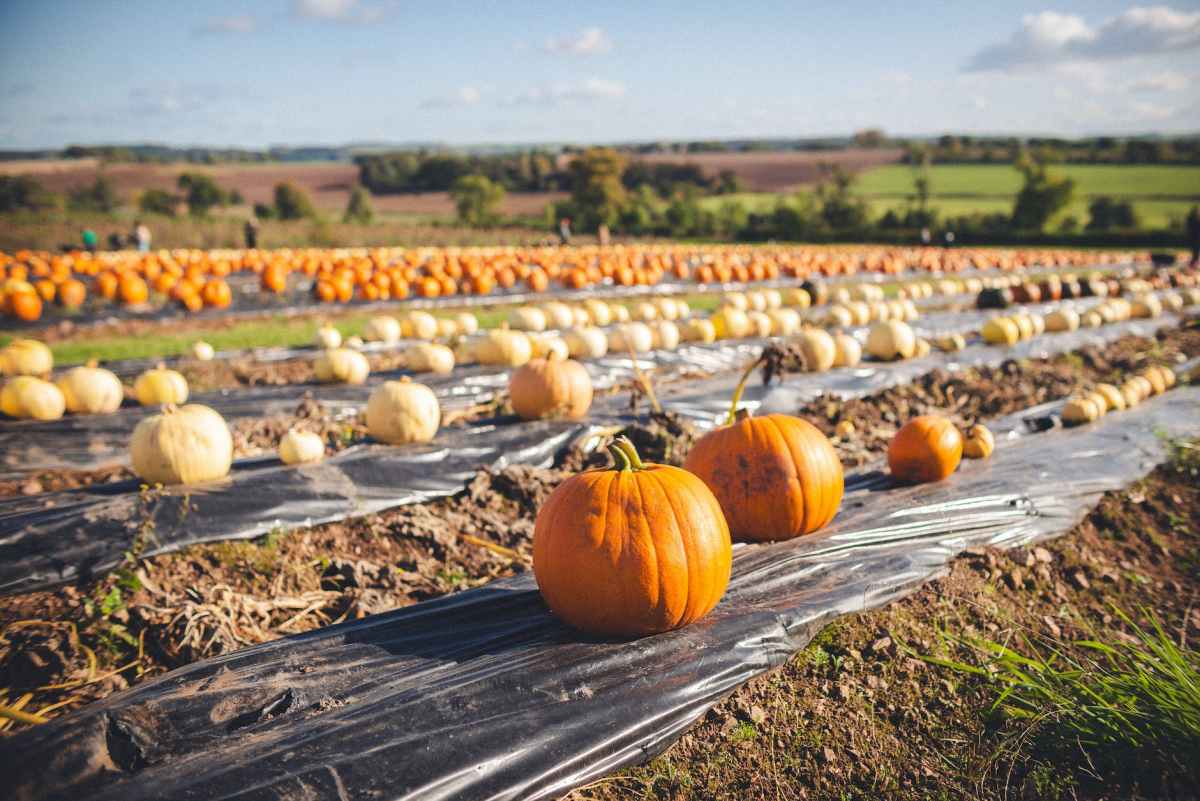 Pumpkin Genetics – The Official Blog of Edvotek®