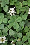Everything You Ever Wanted to Know about the Genetics of Four Leaf ...