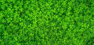 Everything You Ever Wanted to Know about the Genetics of Four Leaf ...