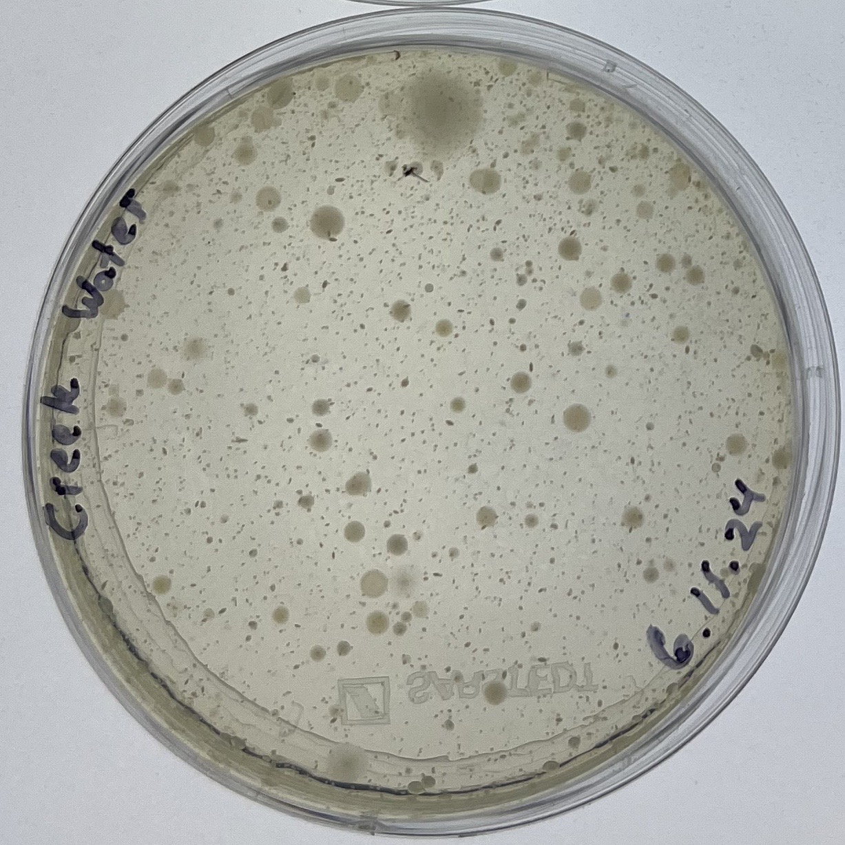 Meet the Microbes All Around You! – The Official Blog of Edvotek®