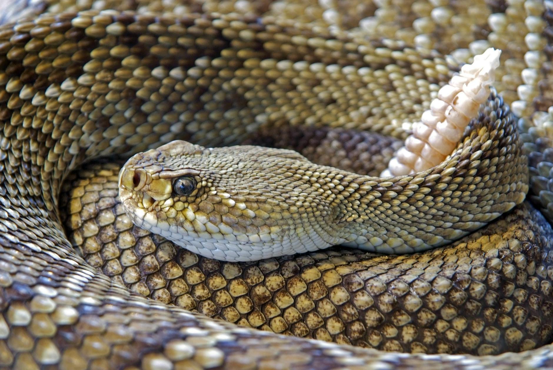 Snake Bite Science: Advances in Antivenom – The Official Blog of Edvotek®